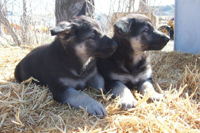 Silver Mountain Shepherds - Excellence in German Shepherd Puppies and Dogs