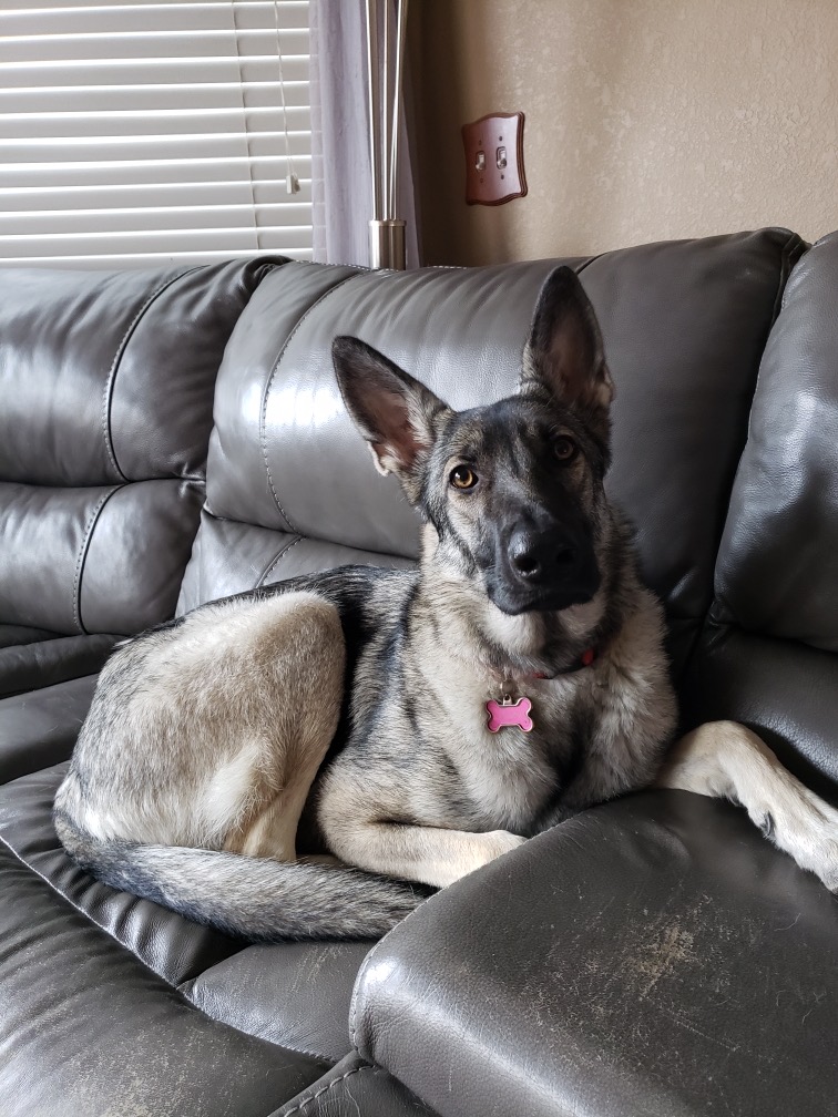 Silver Mountain Shepherds