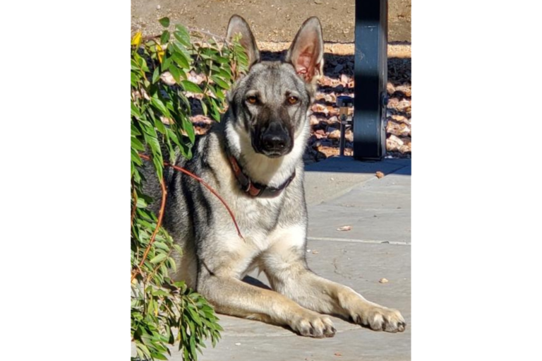 Silver Mountain Shepherds - Excellence in German Shepherd Puppies and Dogs