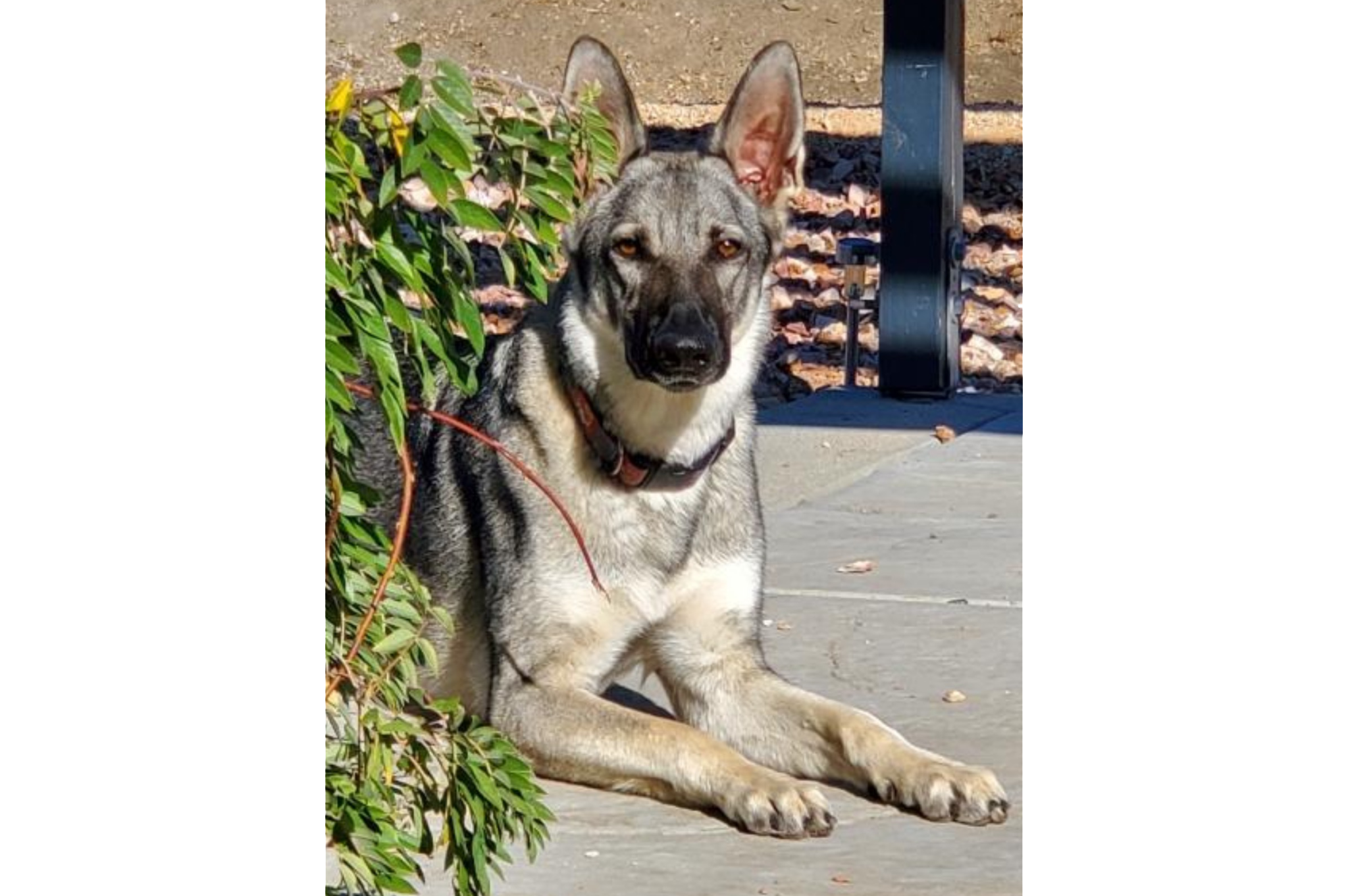 Sable German Shepherd Images