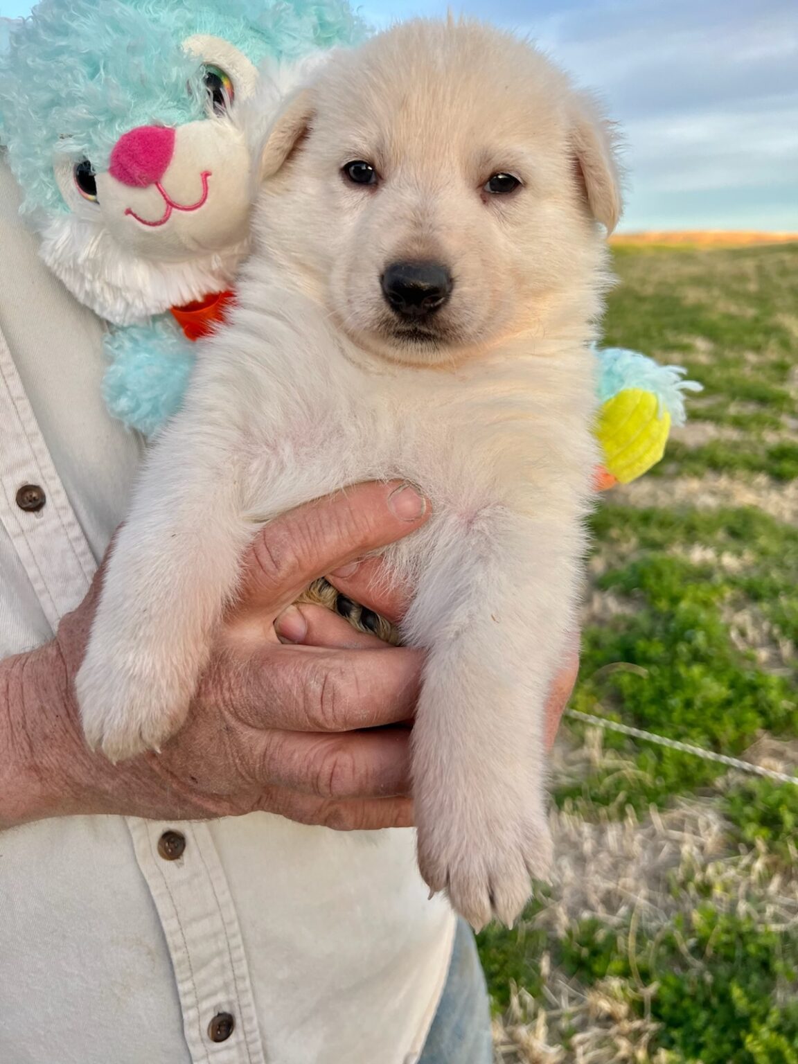 Uncovering the Secrets of Silver German Shepherds - Silver Mountain ...