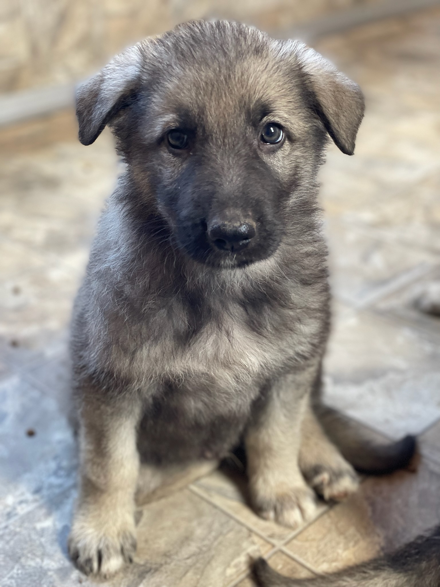 Silver Mountain Shepherds