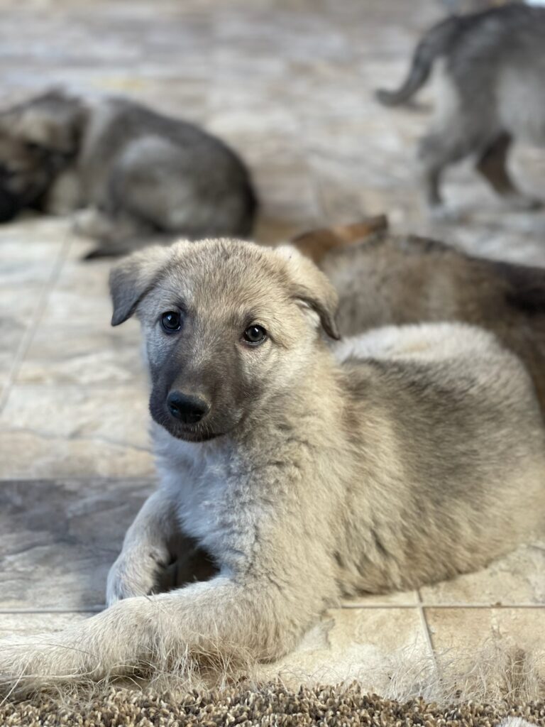 Silver Mountain Shepherds