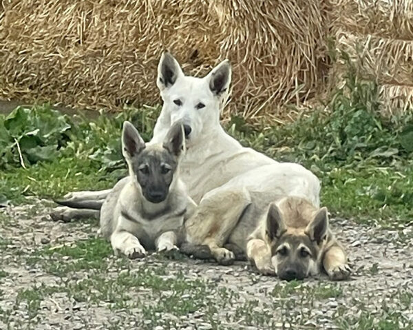 Silver Mountain Shepherds
