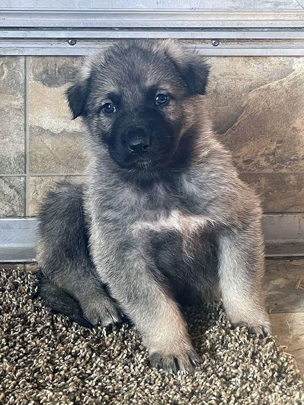 Silver Mountain Shepherds